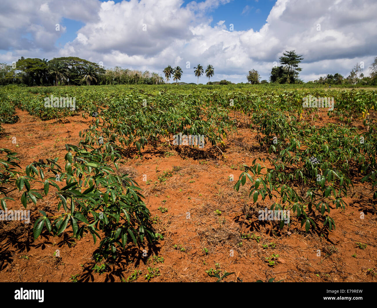Cassava field africa hi-res stock photography and images - Alamy