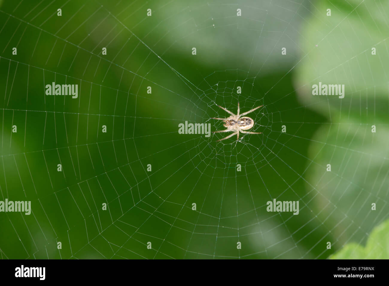 A small spider standing on its cobweb over a blurred green leaves ...