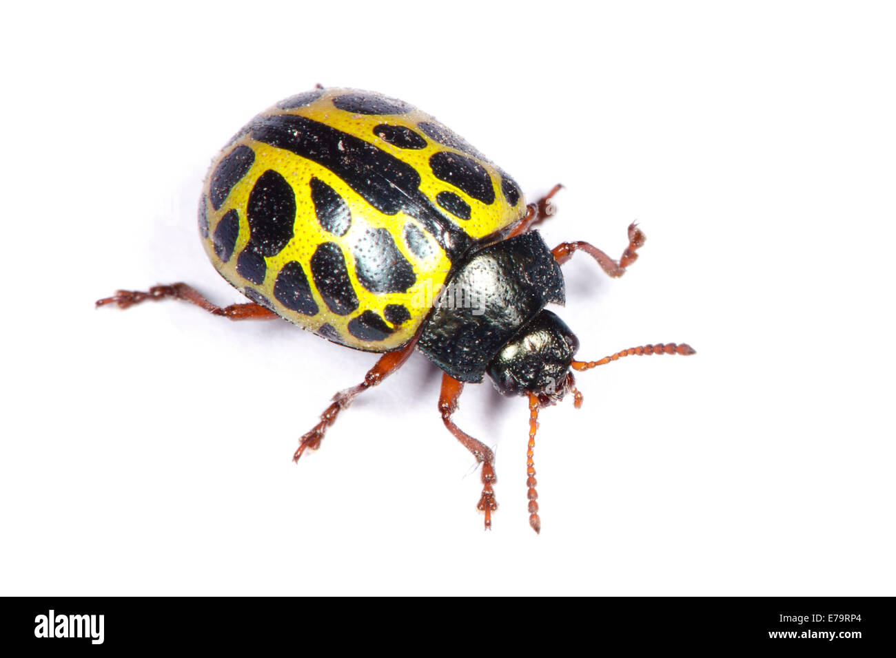 Yellow beetle with black spots hi-res stock photography and images - Alamy