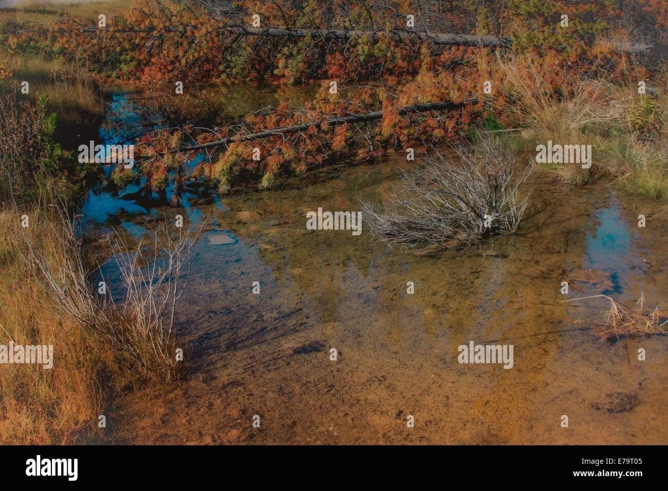 Clear reflection trees hi-res stock photography and images - Alamy