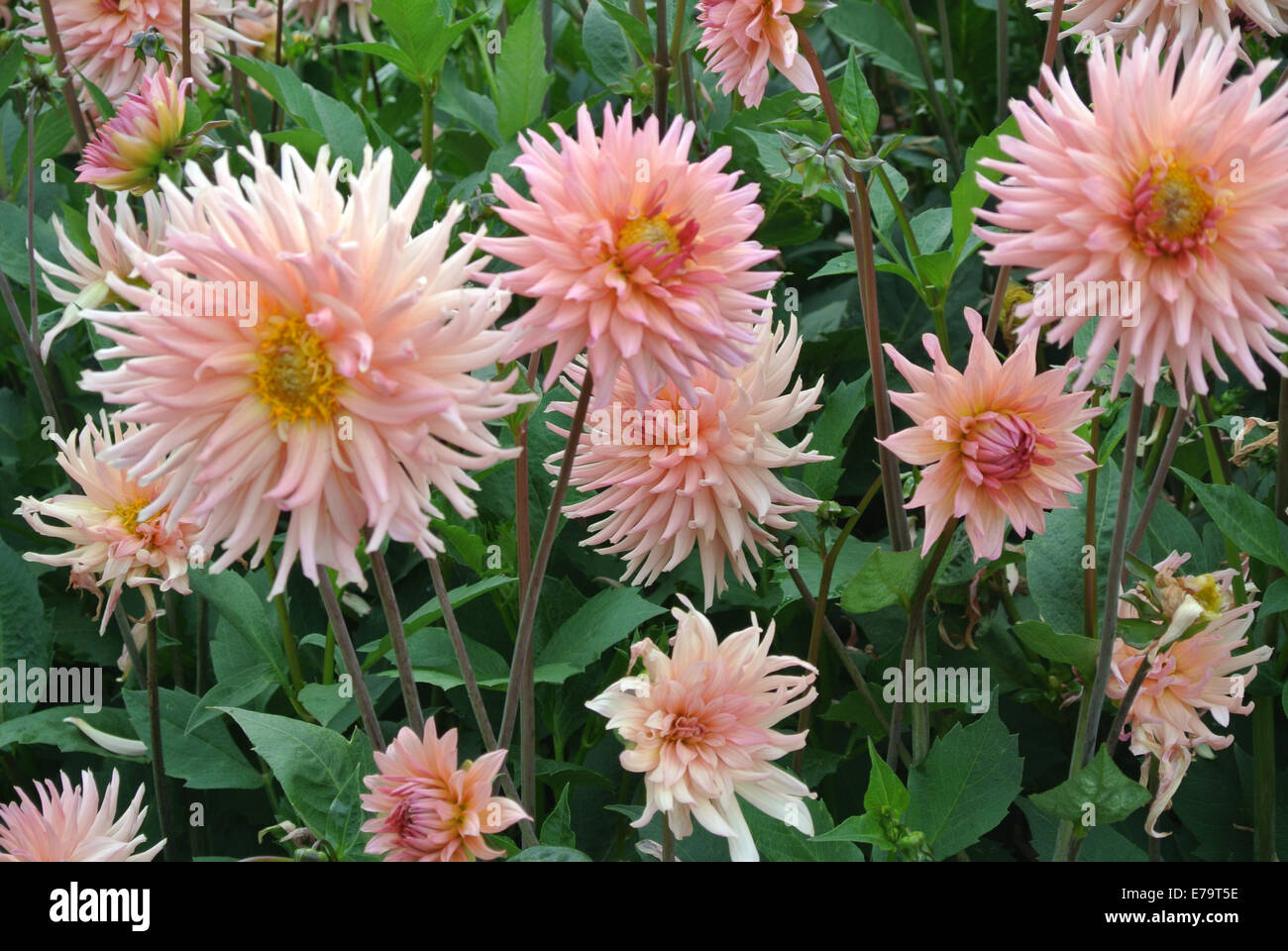 Spiky dahlia dahlias hi-res stock photography and images - Alamy