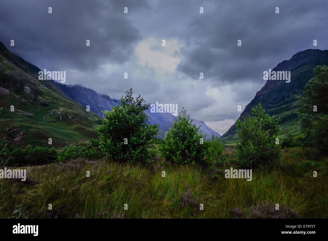 Small trees big sky - Young trees against the dramatic backdrop of a ...