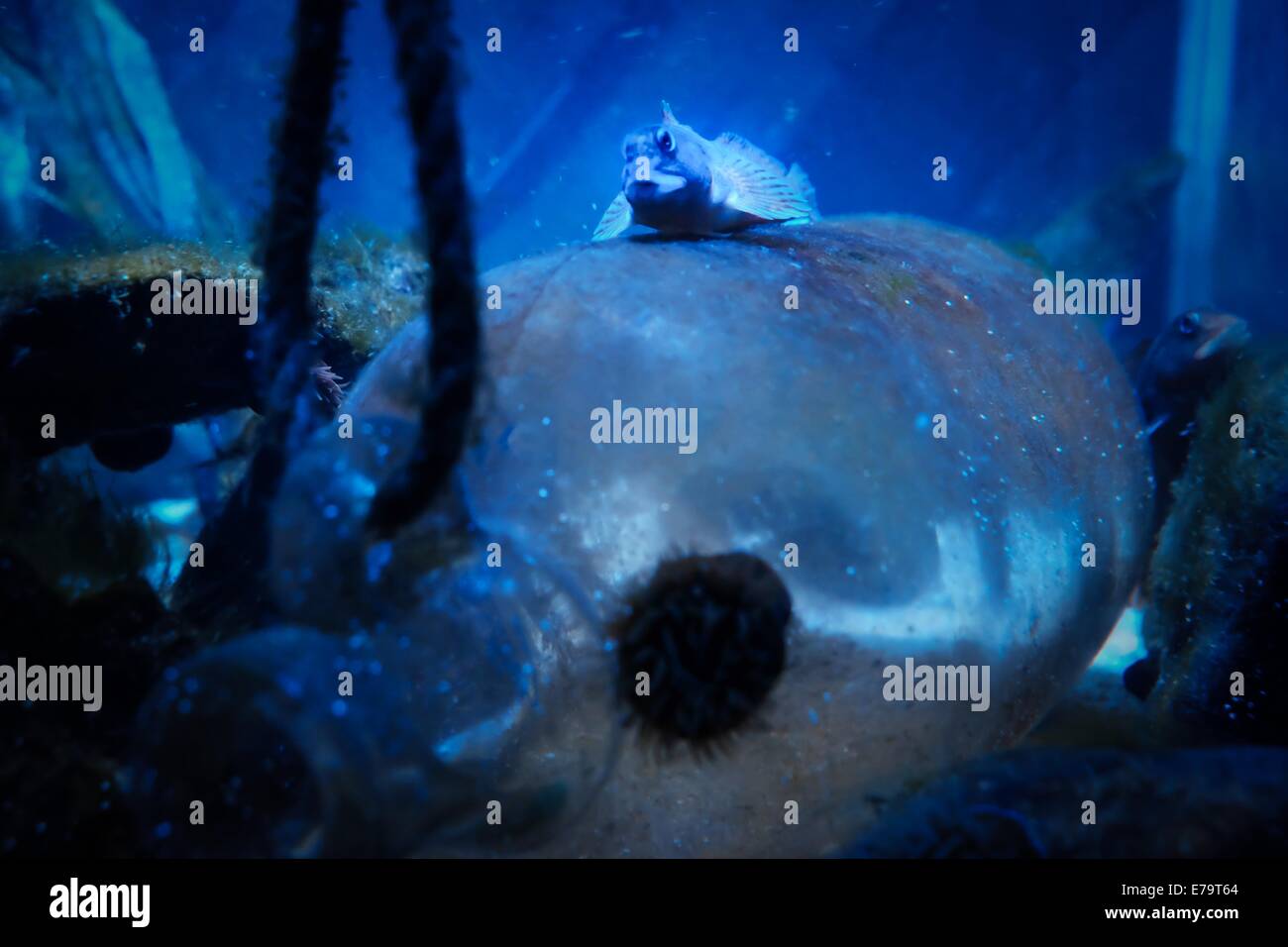 Fish on a bottle Stock Photo - Alamy
