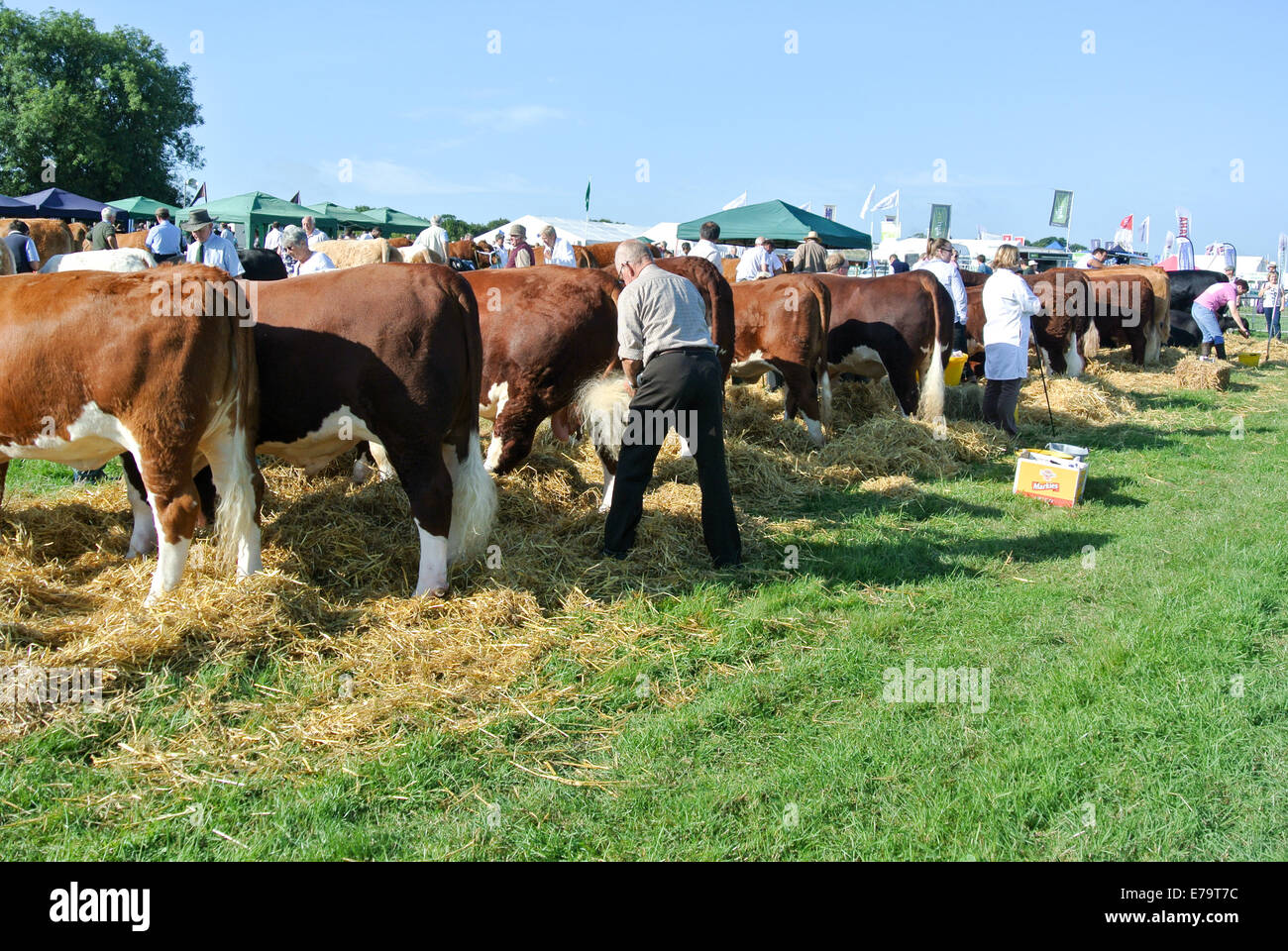Showing cows hi-res stock photography and images - Alamy