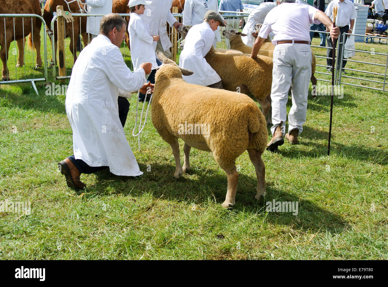 Show sheep judging showing hi-res stock photography and images - Alamy