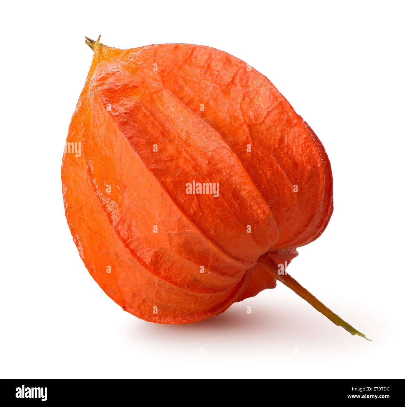 Physalis isolated on white hi-res stock photography and images - Alamy