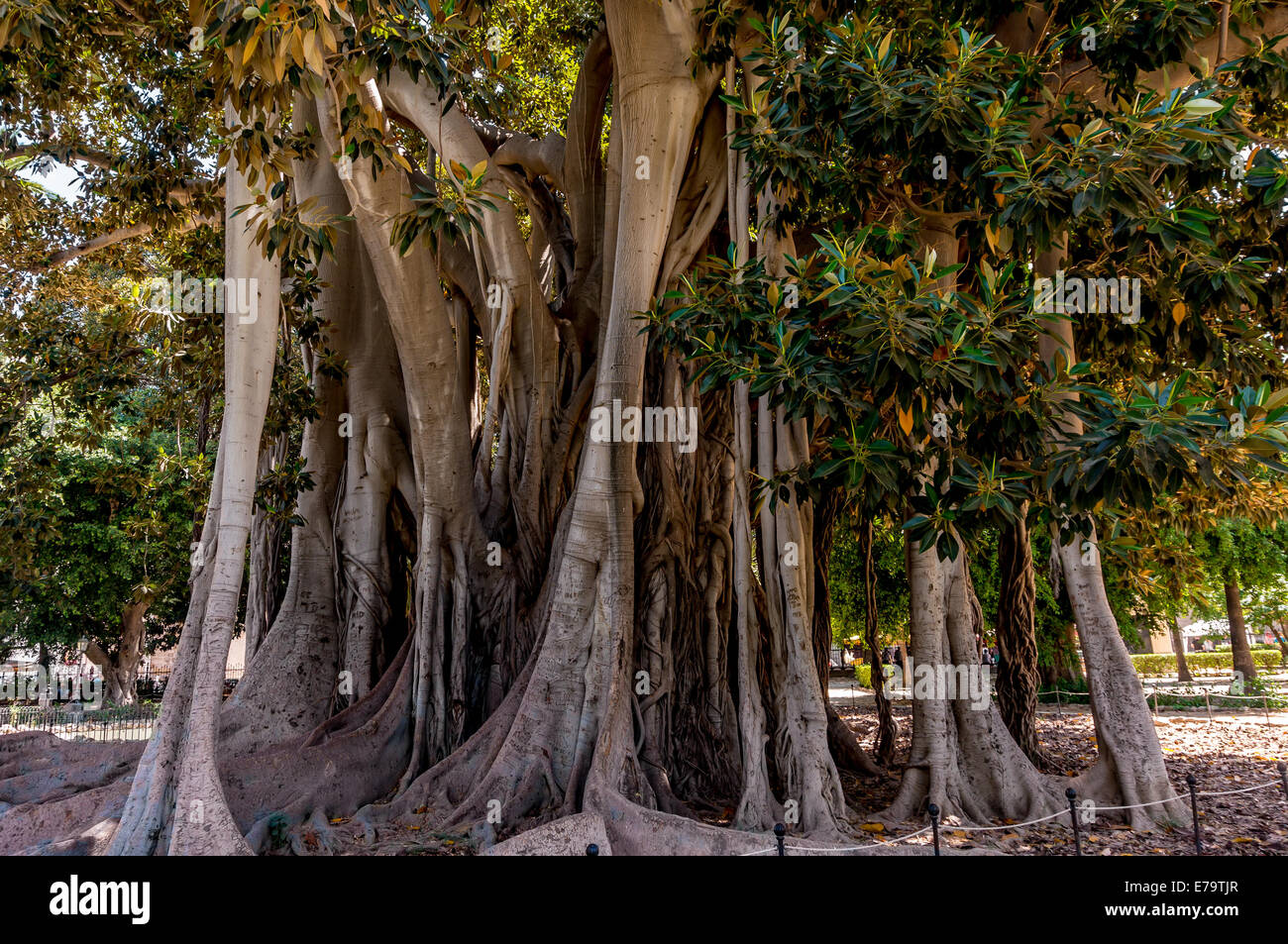 Banyan tree in Sicily, Europe Stock Photo - Alamy