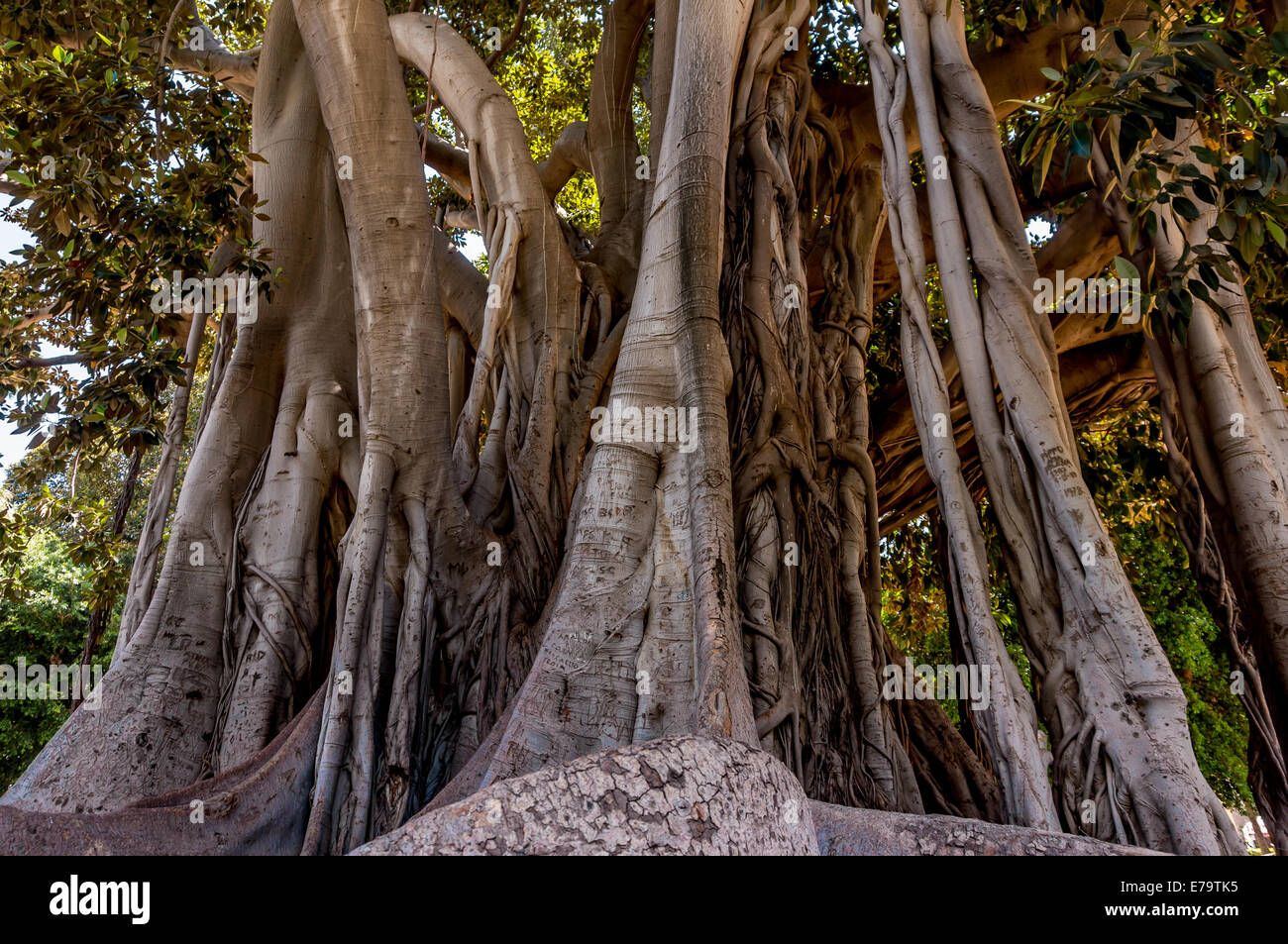 Banyan tree hanging roots hi-res stock photography and images - Alamy