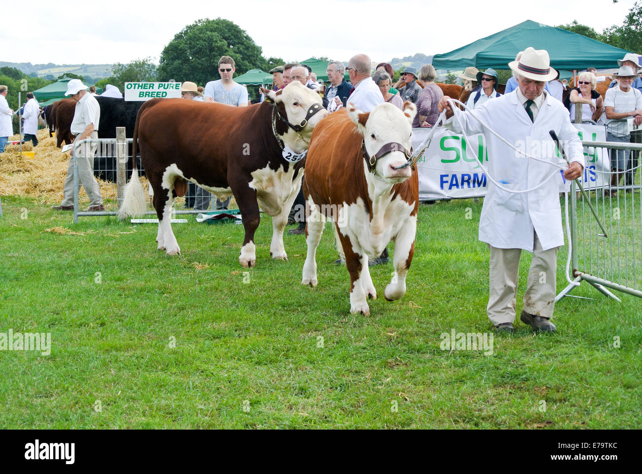 Cattle exhibiting hi-res stock photography and images - Alamy
