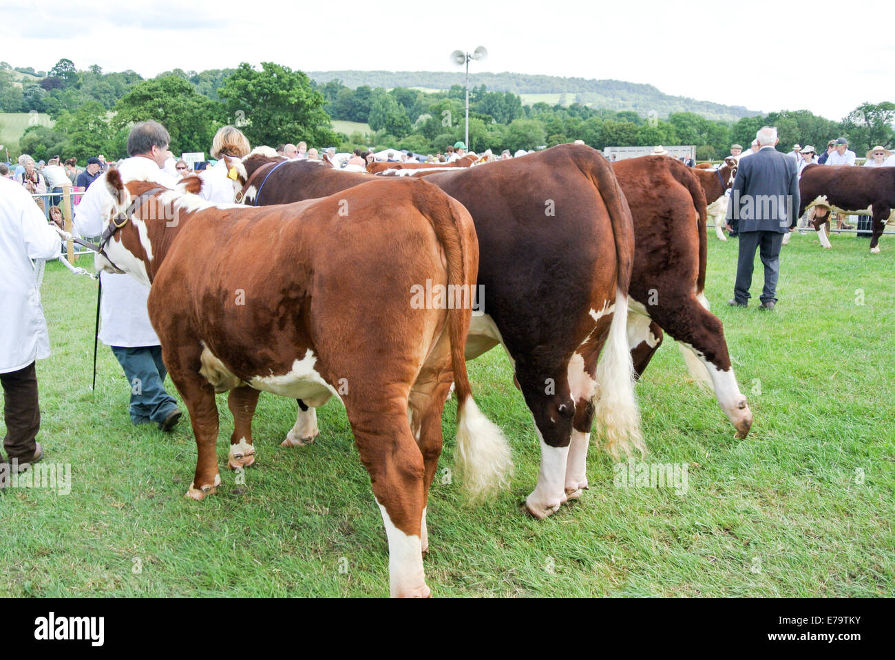 Showing cows hi-res stock photography and images - Alamy