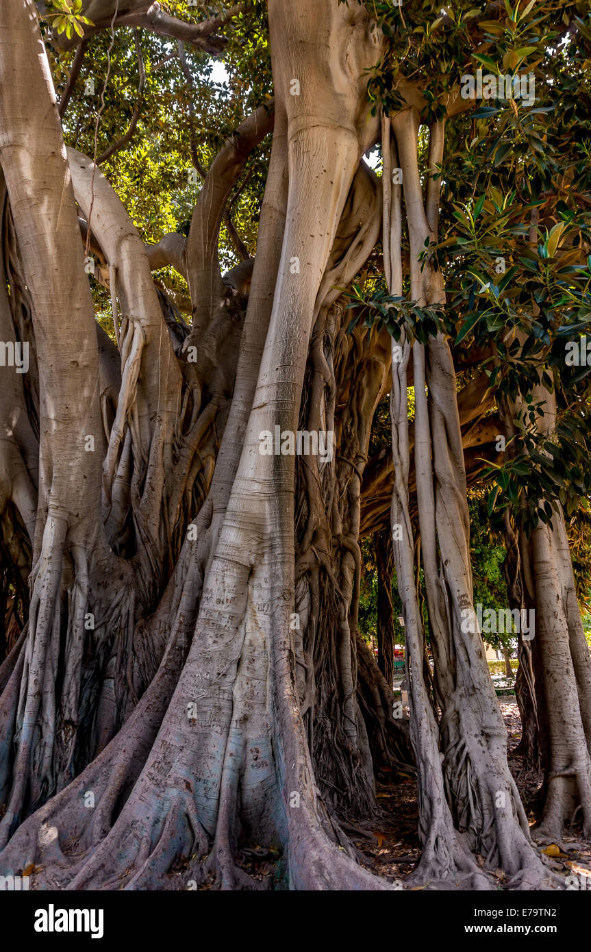 Banyan Tree Hanging Roots