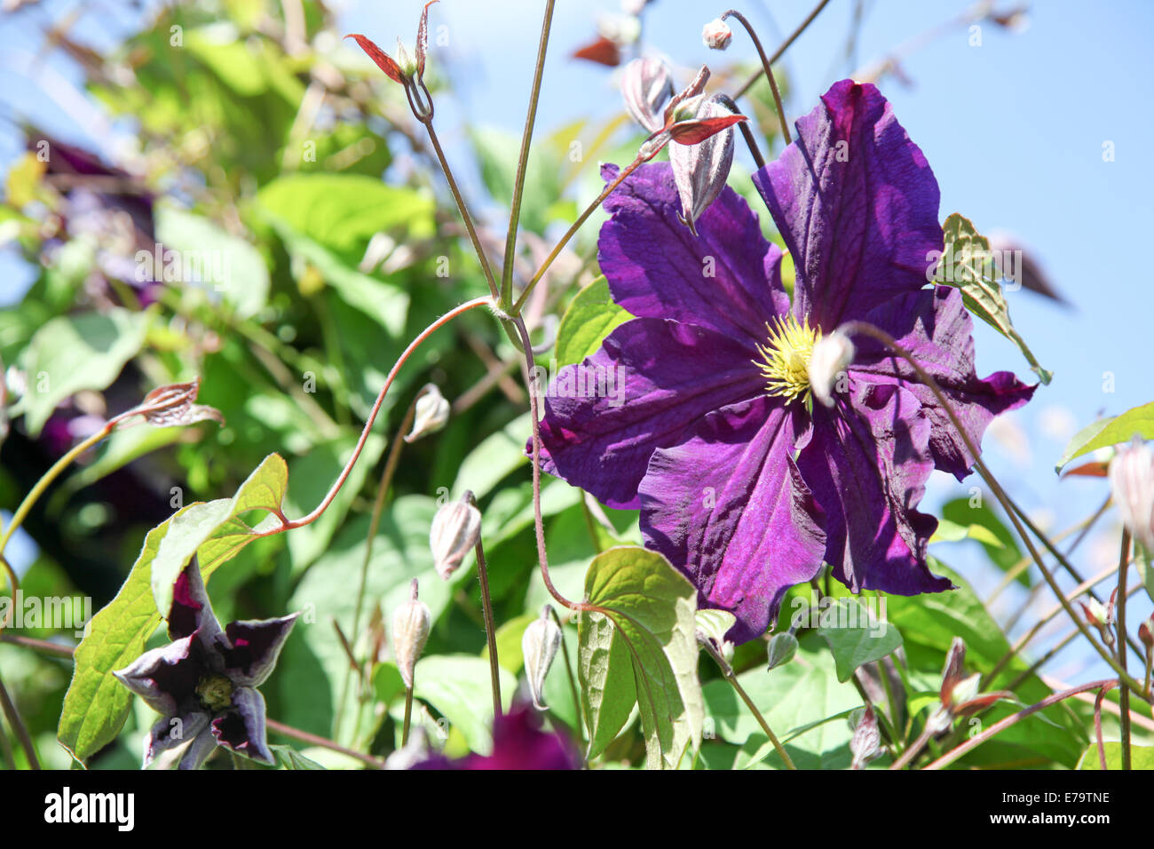 Clematis buds hi-res stock photography and images - Alamy