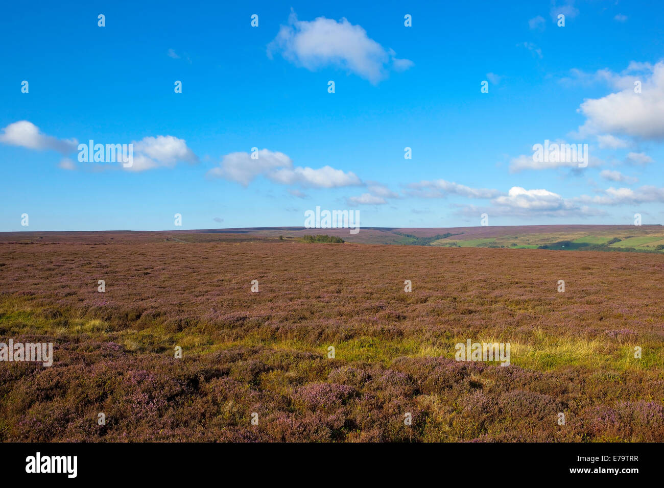 Picturesque North Yorkshire moorland landscape with flowering purple ...