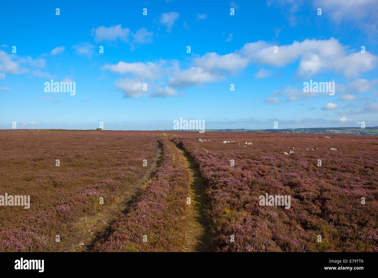 Upland landscape with tracks through flowering purple heather on the ...