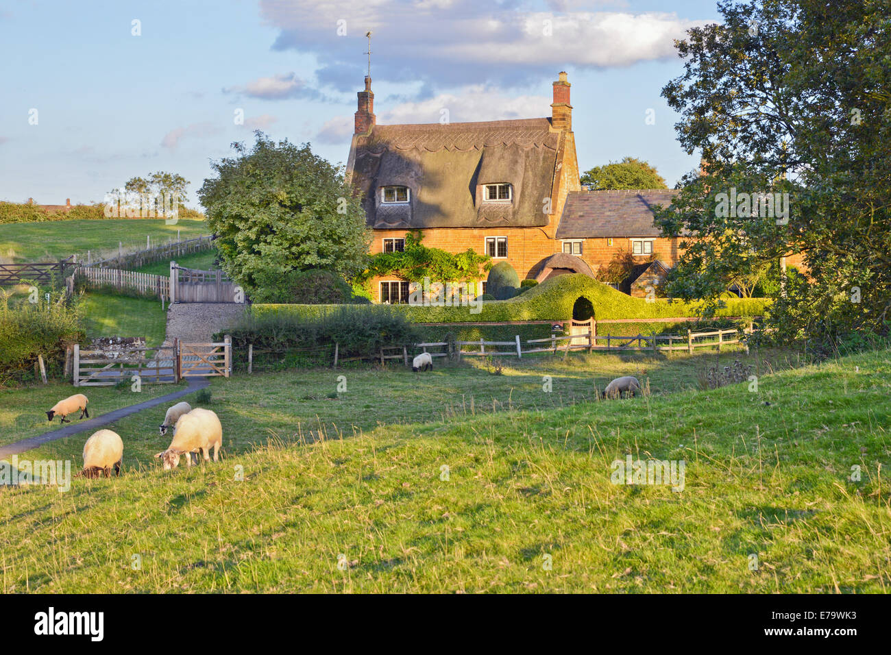Thatched Cottage With Grazing Sheep In The village of Upper Harlestone ...