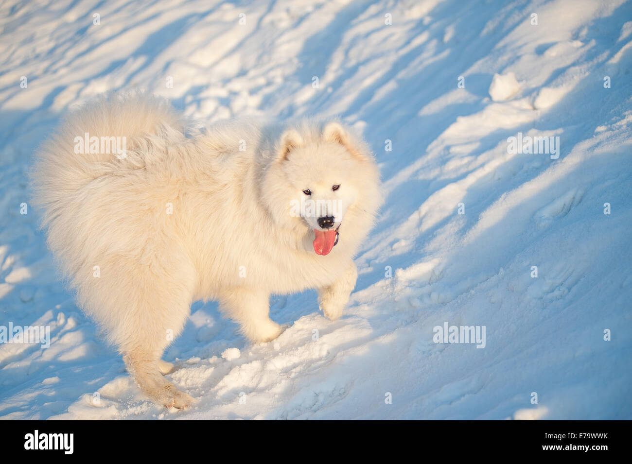 one samoed dog white Stock Photo - Alamy
