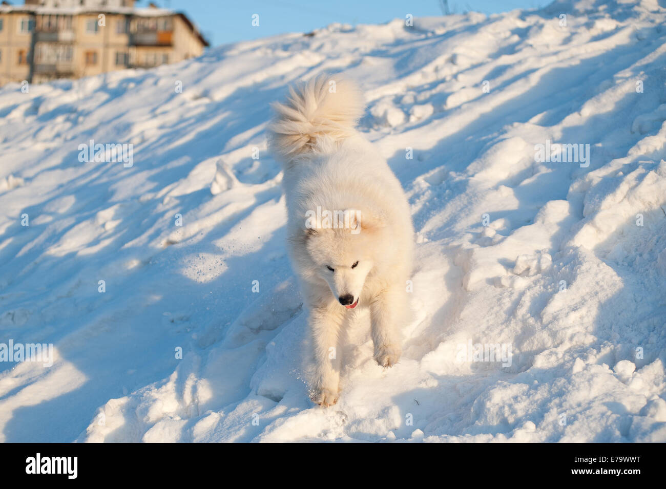 one samoed dog white Stock Photo - Alamy