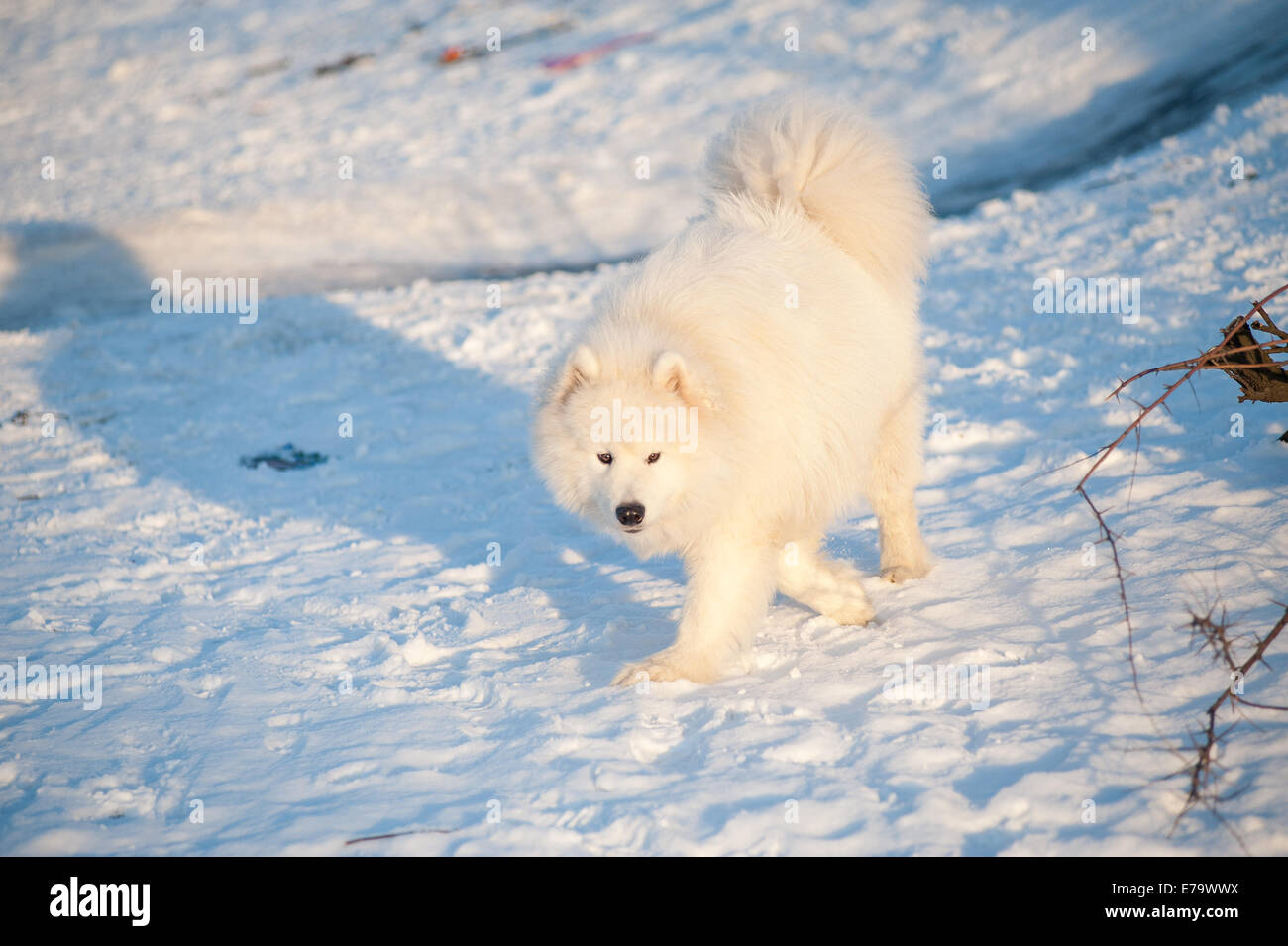 one samoed dog white Stock Photo - Alamy
