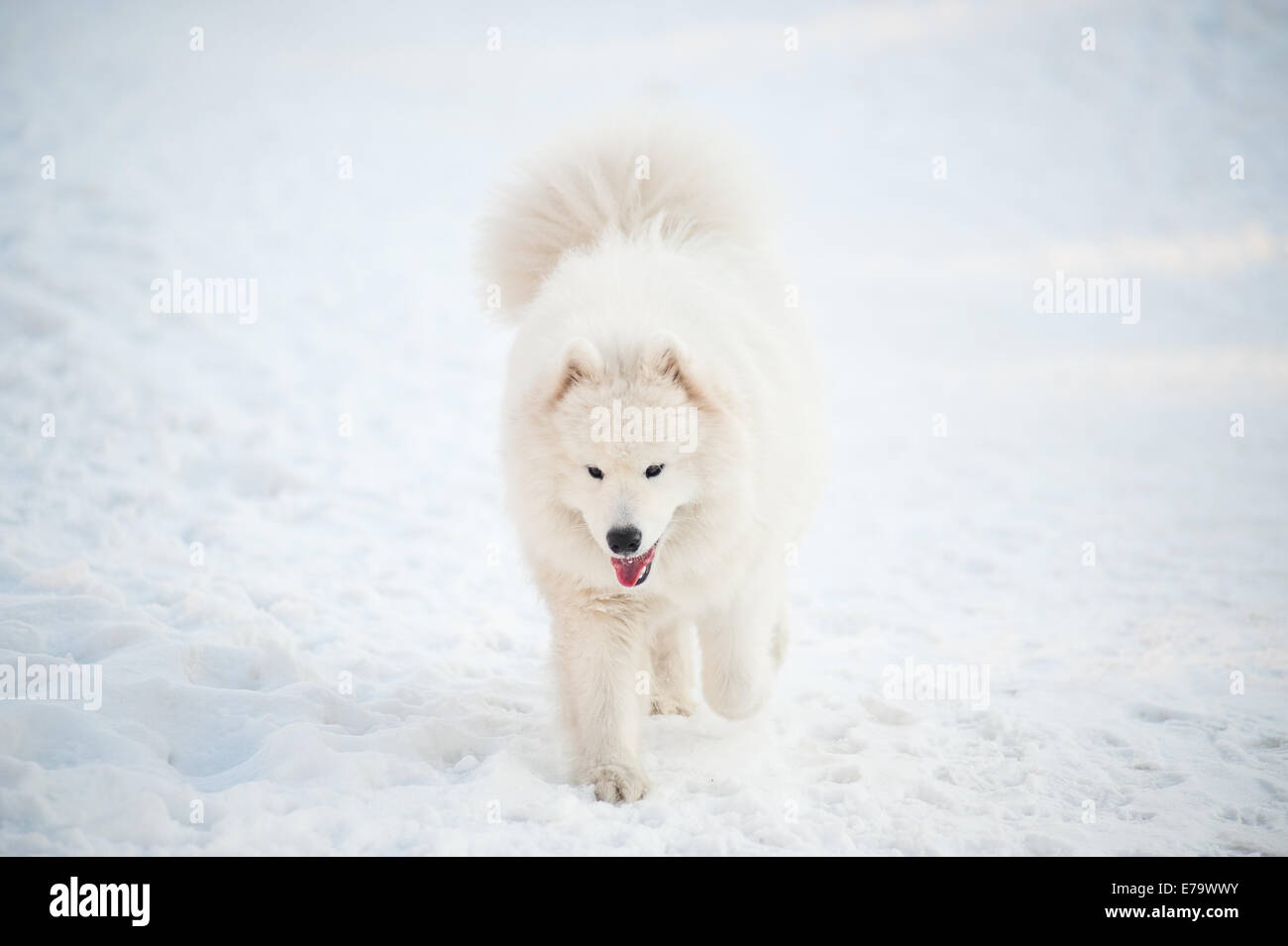 one samoed dog white Stock Photo - Alamy
