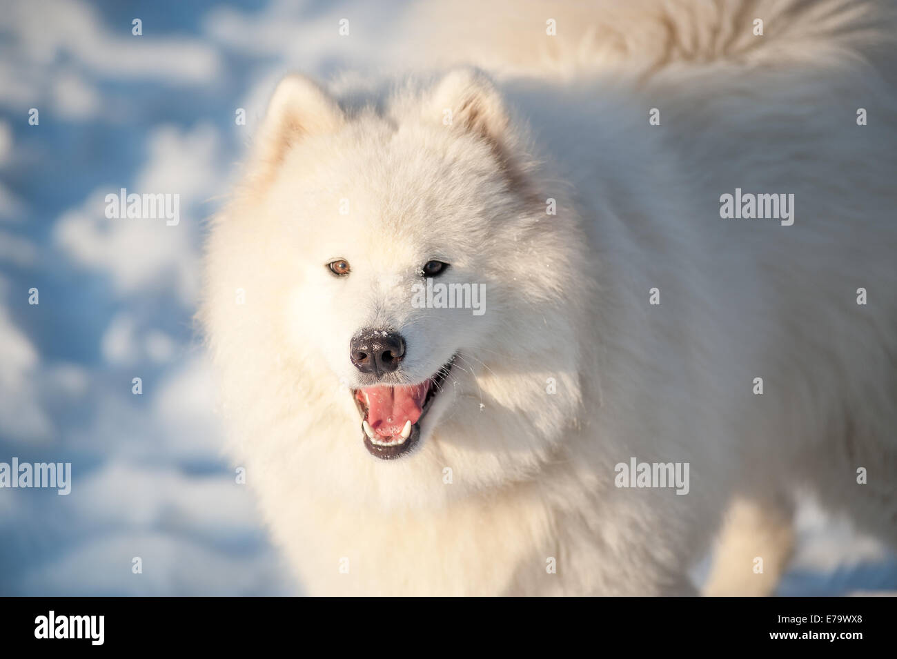 one samoed dog white Stock Photo - Alamy