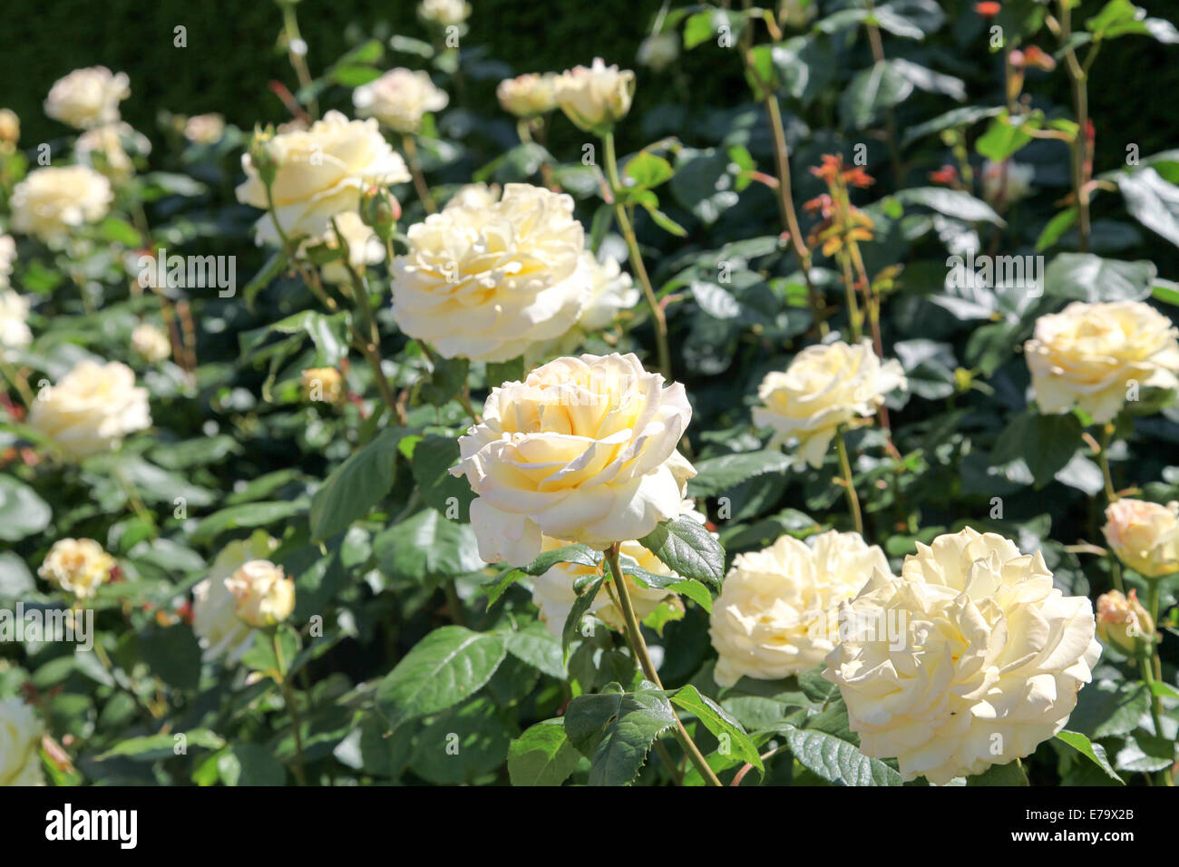 Pale yellow roses hi-res stock photography and images - Alamy