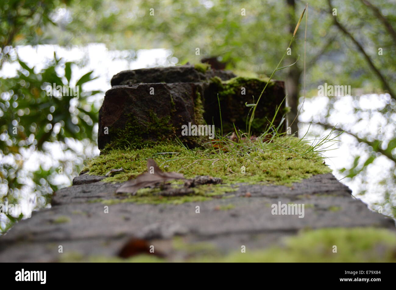 Brick covered in moss hi-res stock photography and images - Alamy
