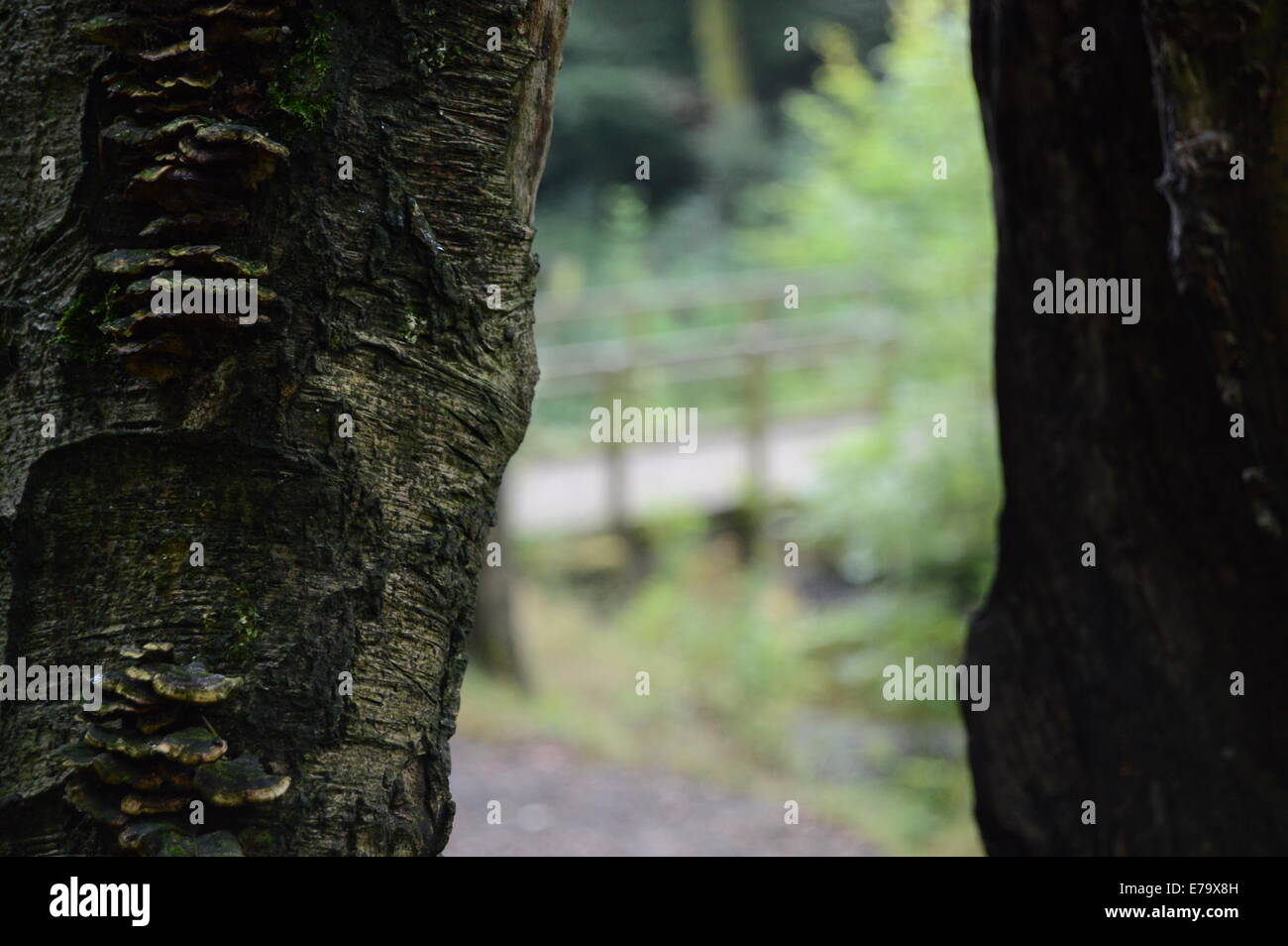 Photograph shot between two tree trunks with a bridge in the ...