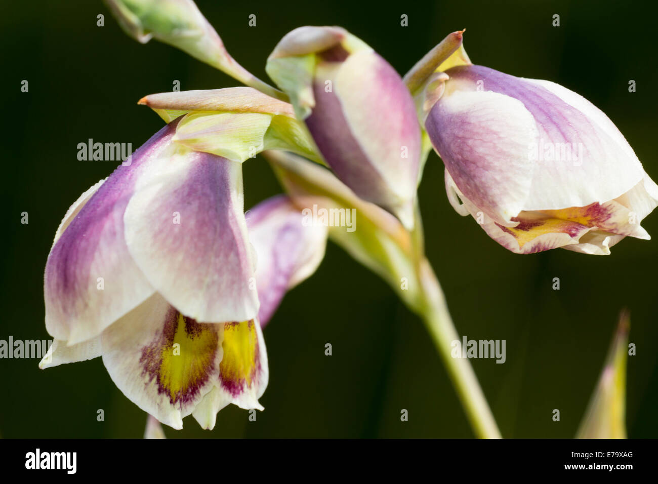 Flowers of the summer flowering corm, Gladiolus papilio Stock Photo - Alamy