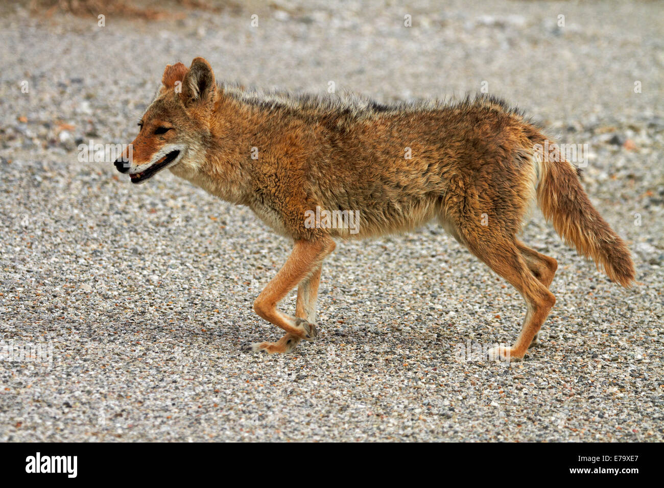 Great Basin Desert Animals