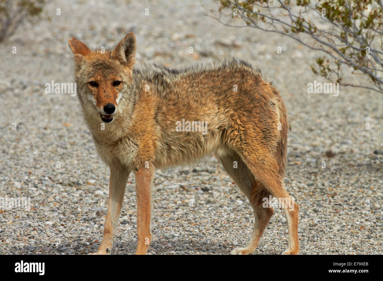 Coyote (Canis latrans), Badwater Basin, Death Valley National Park ...