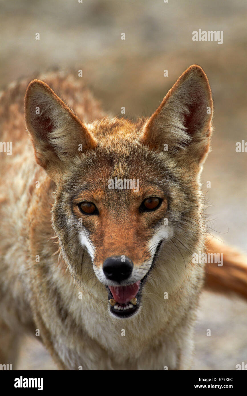 Coyote (Canis latrans), Badwater Basin, Death Valley National Park ...