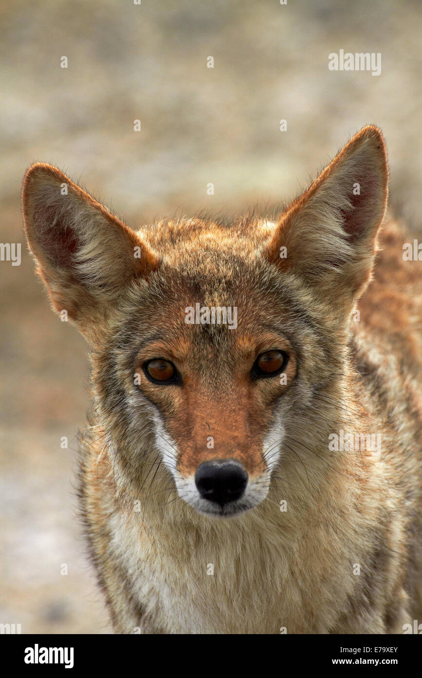 Coyote (Canis latrans), Badwater Basin, Death Valley National Park ...