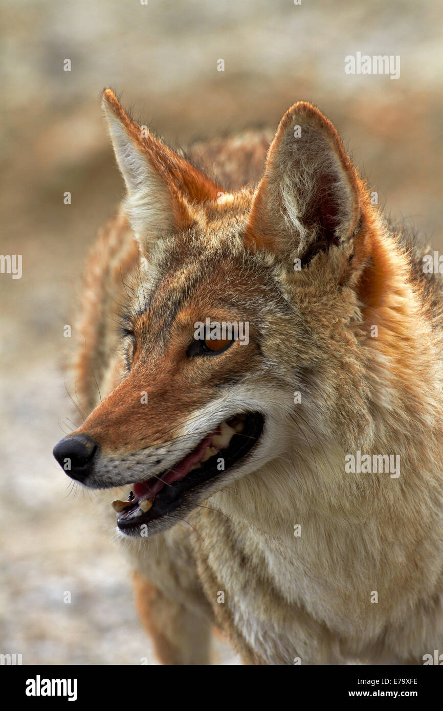 Coyote (Canis latrans), Badwater Basin, Death Valley National Park ...