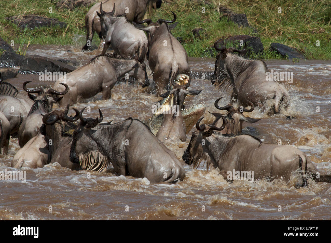 A massive 5 meter Nile Crocodile attacks and drowns a Blue Wildebeest ...
