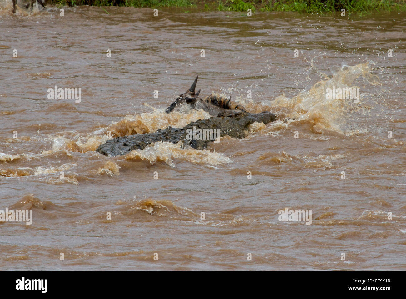 A massive 5 meter Nile Crocodile attacks and drowns a Blue Wildebeest ...