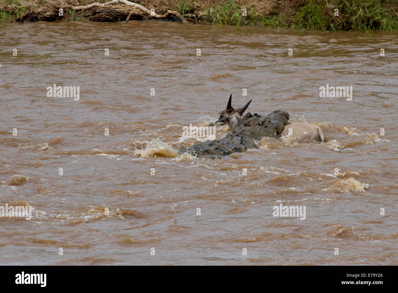 A massive 5 meter Nile Crocodile attacks and drowns a Blue Wildebeest ...