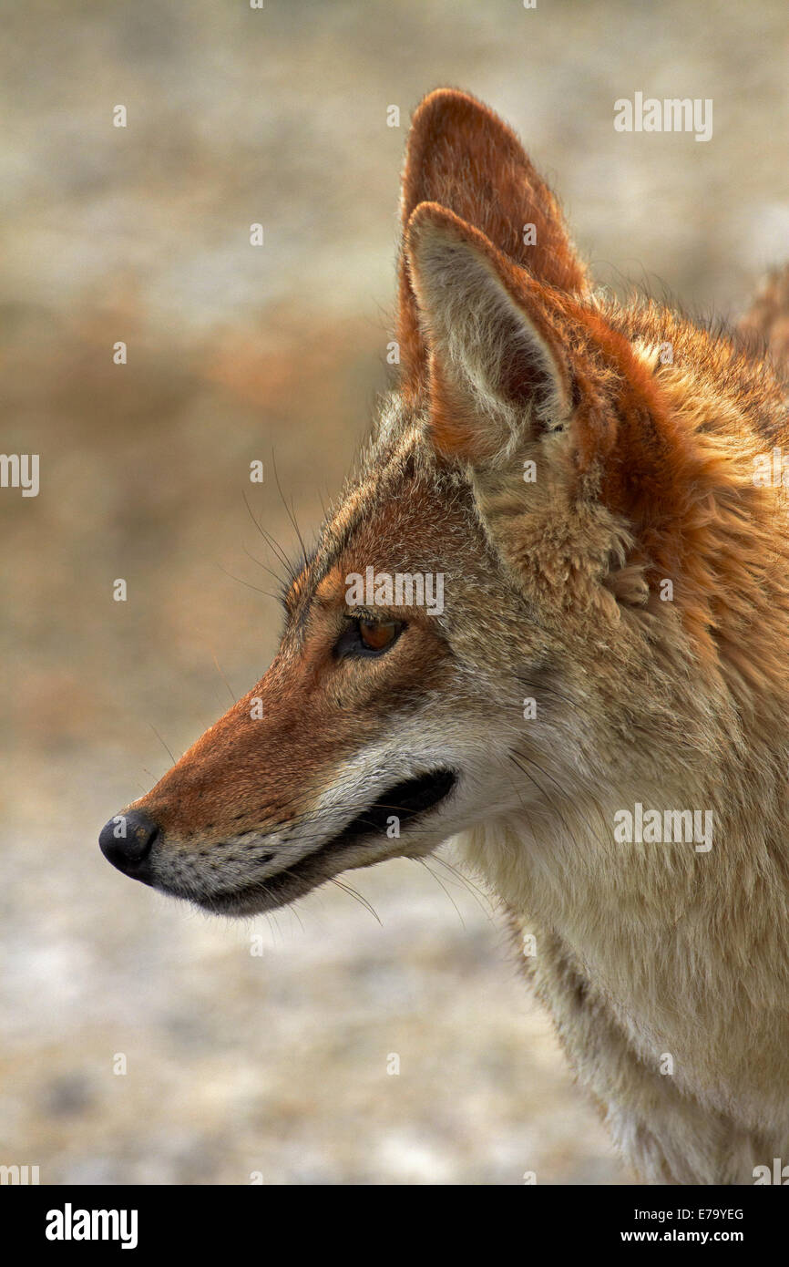 Coyote (Canis latrans), Badwater Basin, Death Valley National Park ...