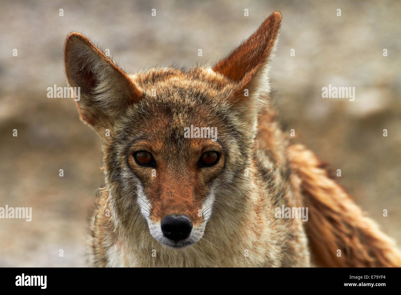 Coyote (Canis latrans), Badwater Basin, Death Valley National Park ...