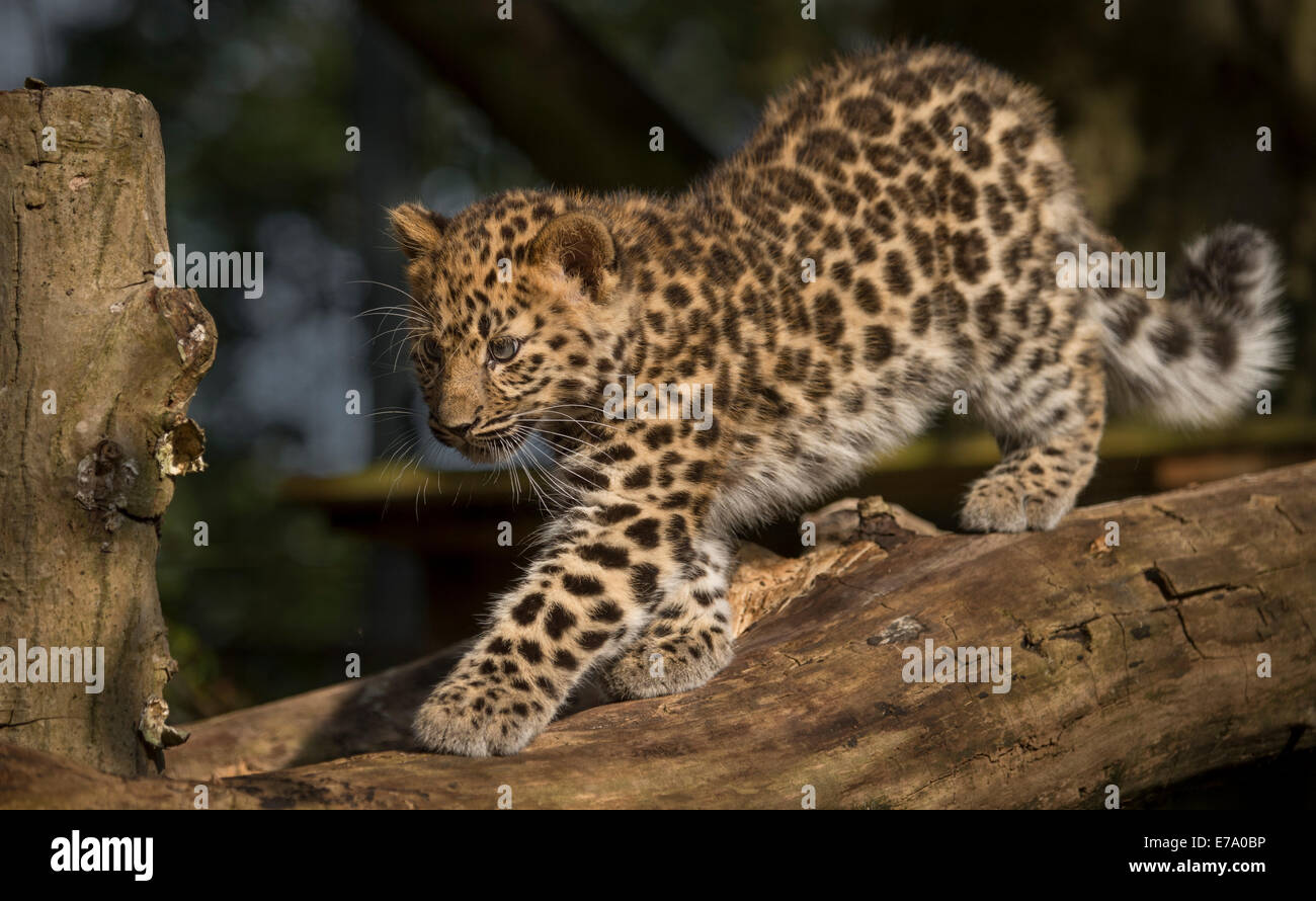 Female Amur leopard cub walking on tree Stock Photo - Alamy