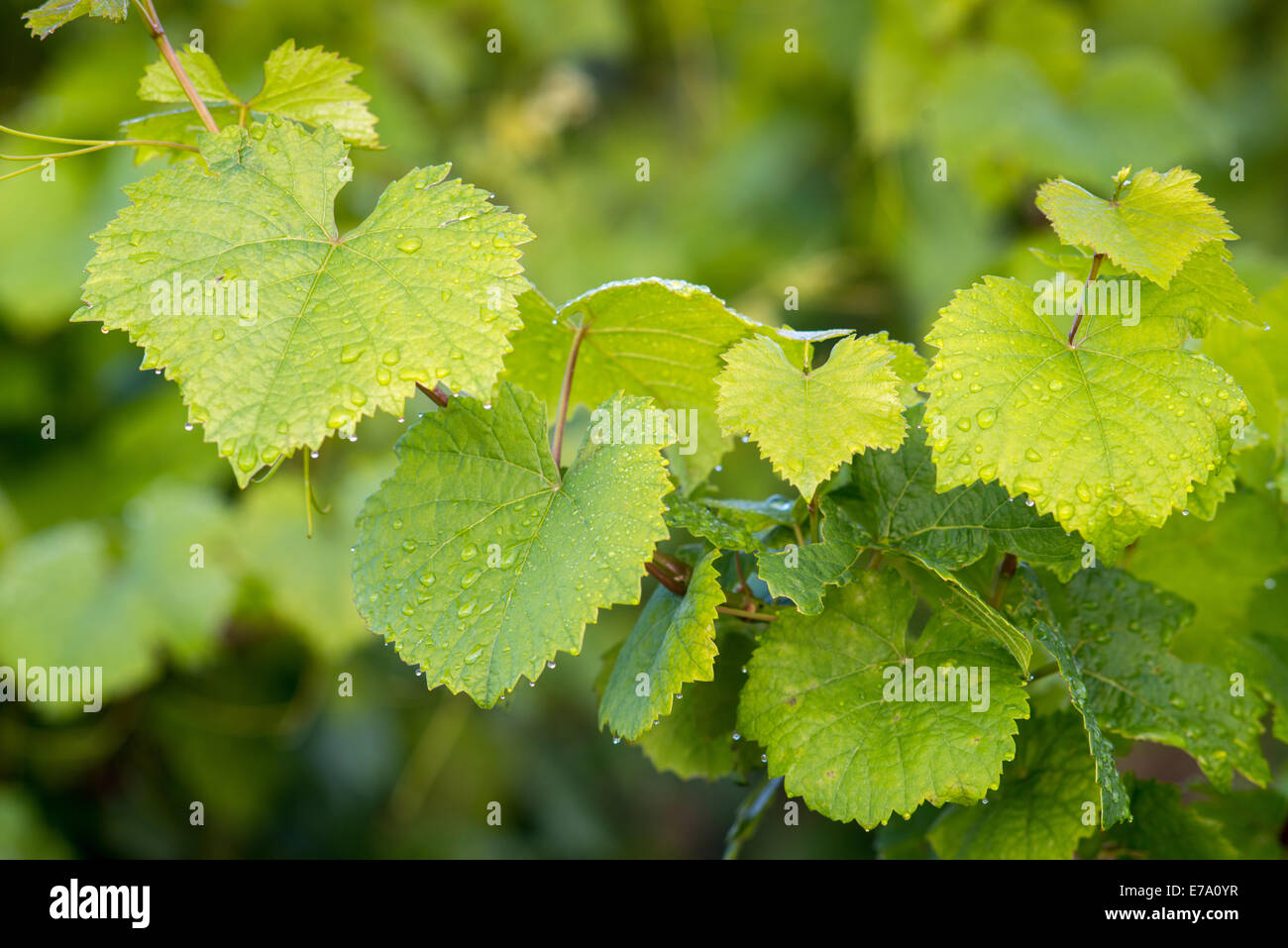 Green leaf of grapevine Stock Photo - Alamy