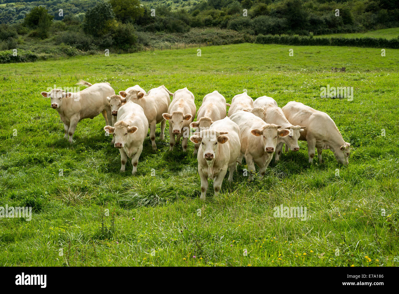 Charolais sheep hi-res stock photography and images - Alamy