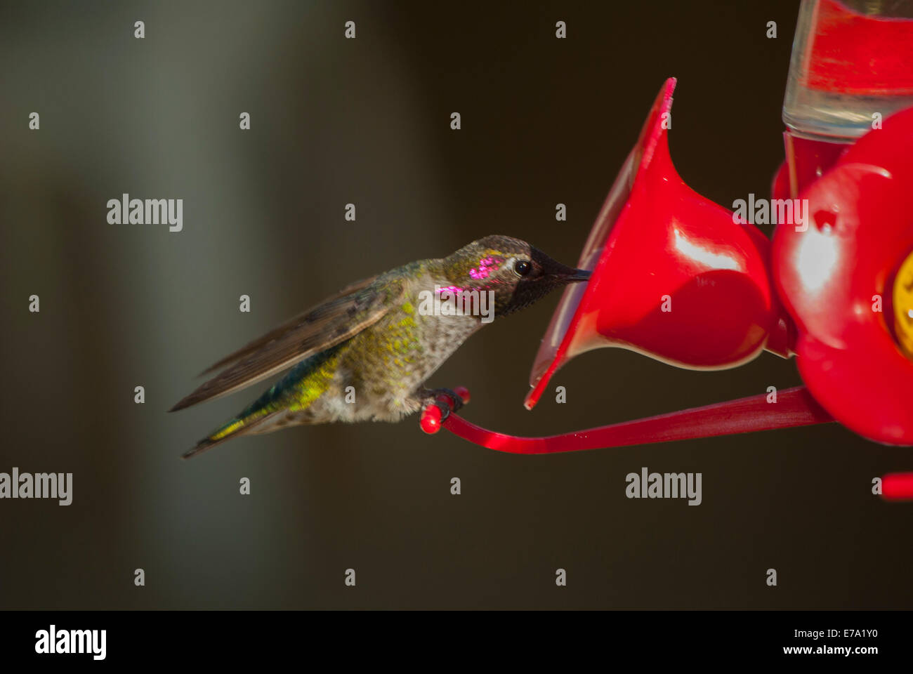 Hummingbird drinking from feeder hi-res stock photography and images ...