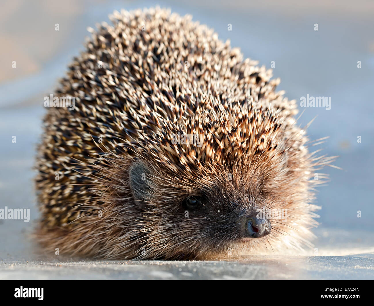 cute full-length hedgehog closeup, front view looking at camera Stock ...