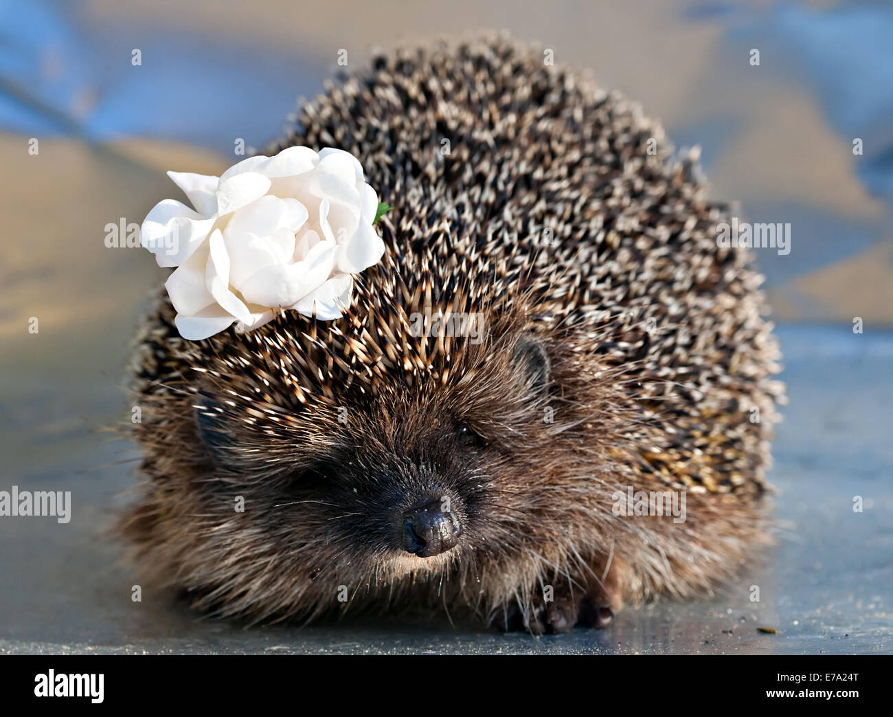 cute hedgehog closeup snout portrait with white rose flower in the ...
