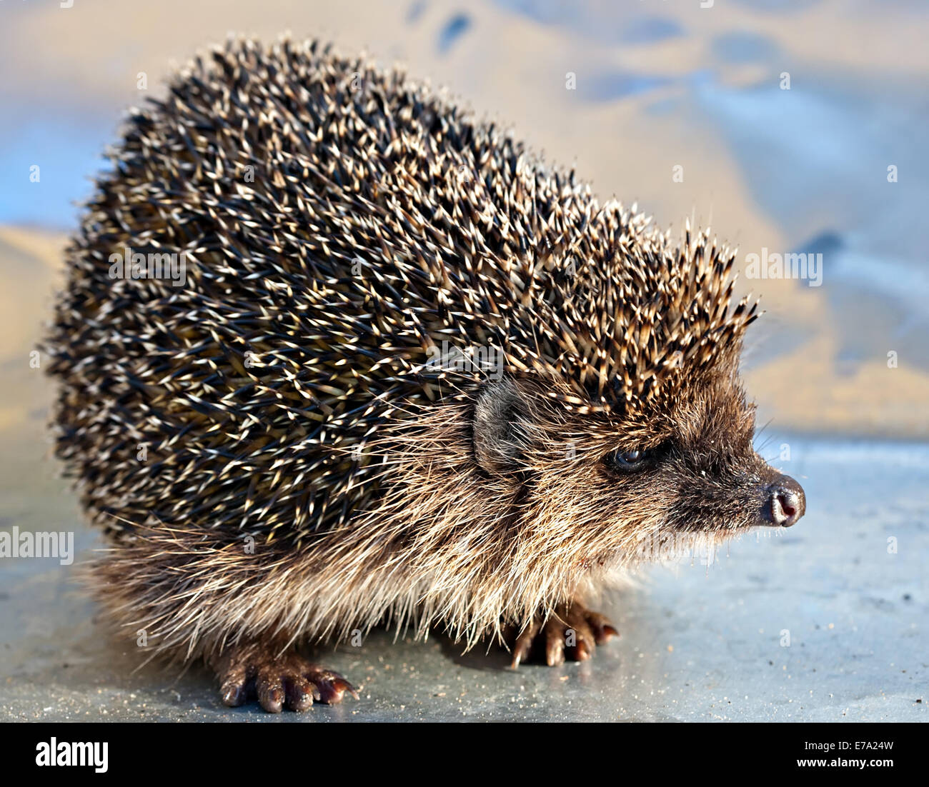 cute full-length European common hedgehog closeup, profile view Stock ...