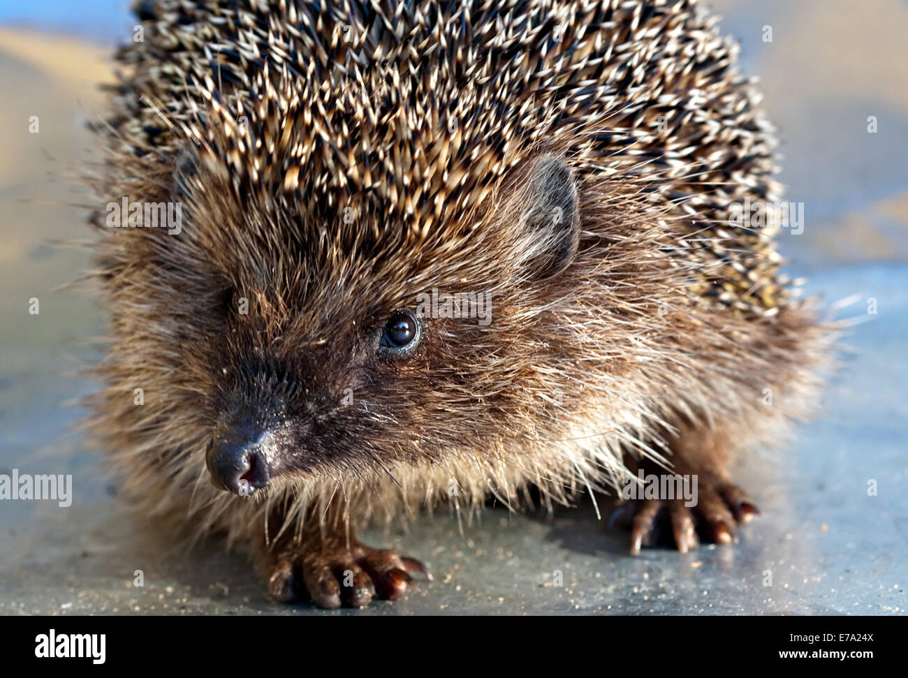 cute portrait of hedgehog snout looking at camera closeup Stock Photo ...