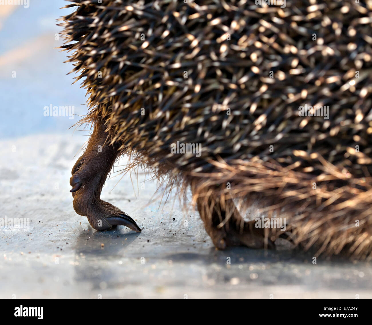 cute hedgehog paw closeup in walking profile Stock Photo - Alamy