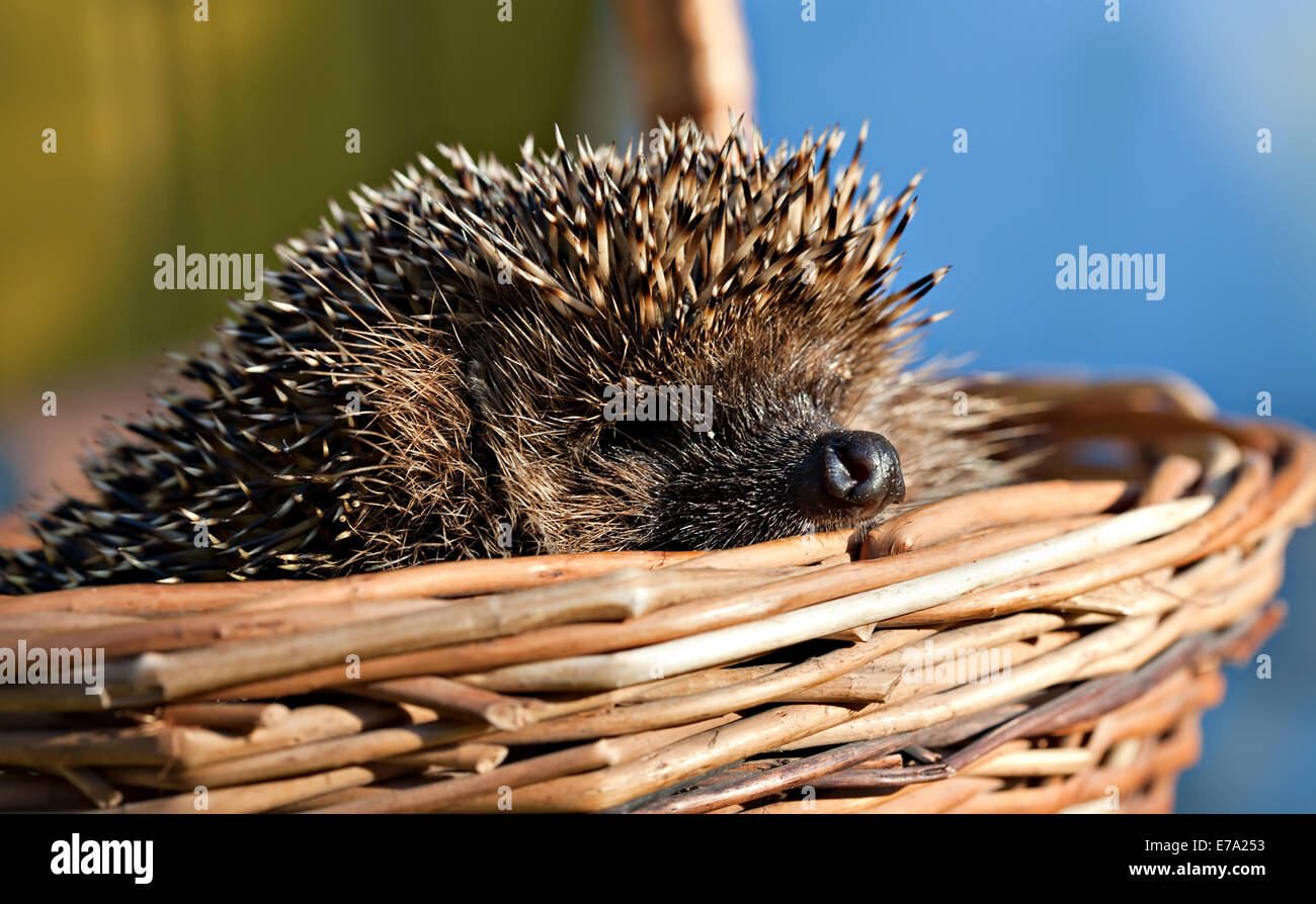 cute European hedgehog closeup snout in the basket Stock Photo - Alamy