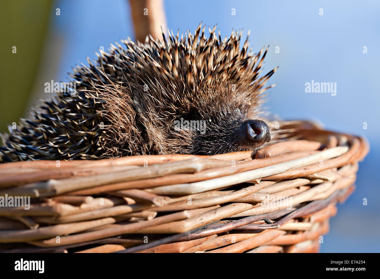 cute hedgehog closeup snout in the basket profile view Stock Photo - Alamy