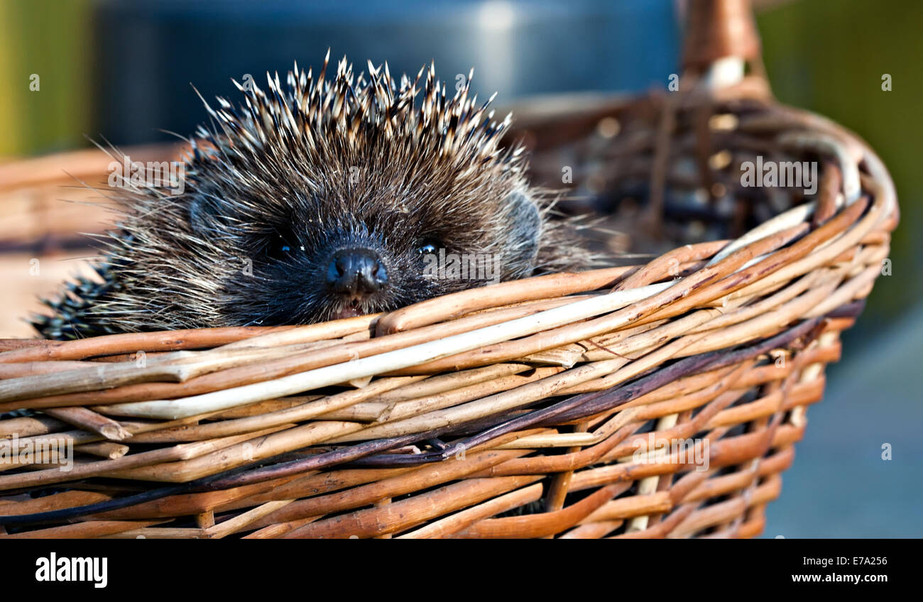 cute hedgehog closeup snout in the basket front view Stock Photo - Alamy